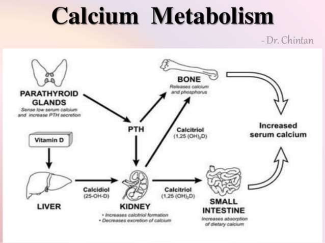 Calcium.pptx | Endocrine and Metabolic Diseases | Diseases and Conditions