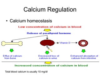 calcium.ppt