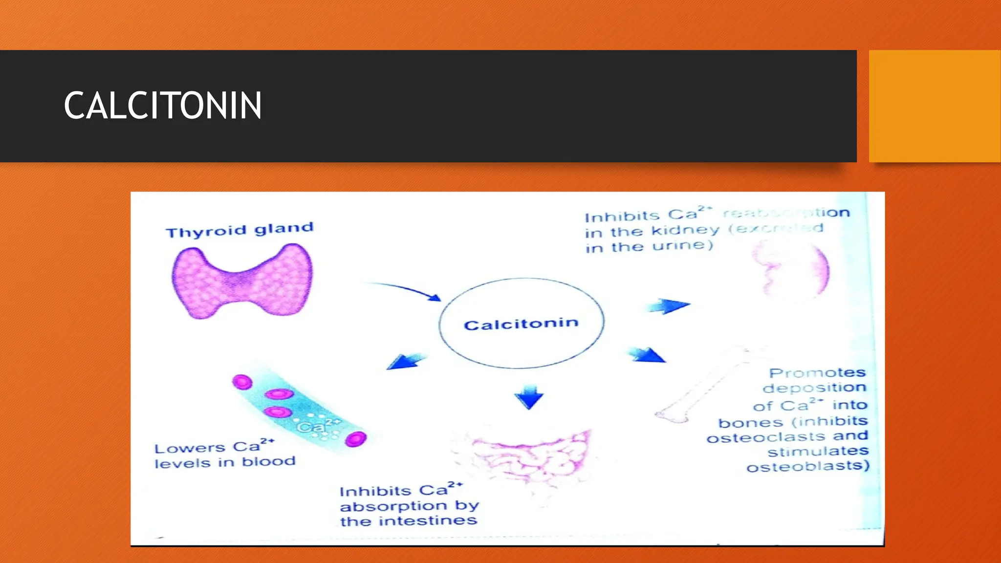 calcium metabolism vasudevan. .pptx