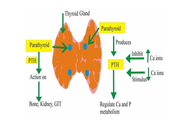calcium, hypercalcemia, hypocalcemia ppt | PPTX