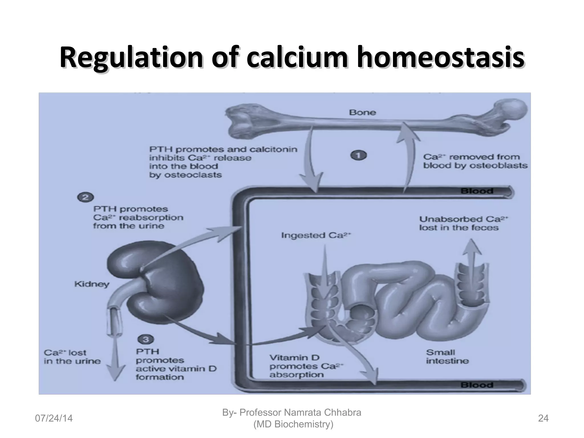 Calcium functions and significance | PPT