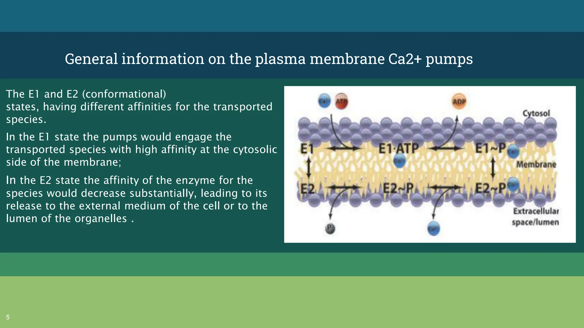 Calcium-pump.pdf