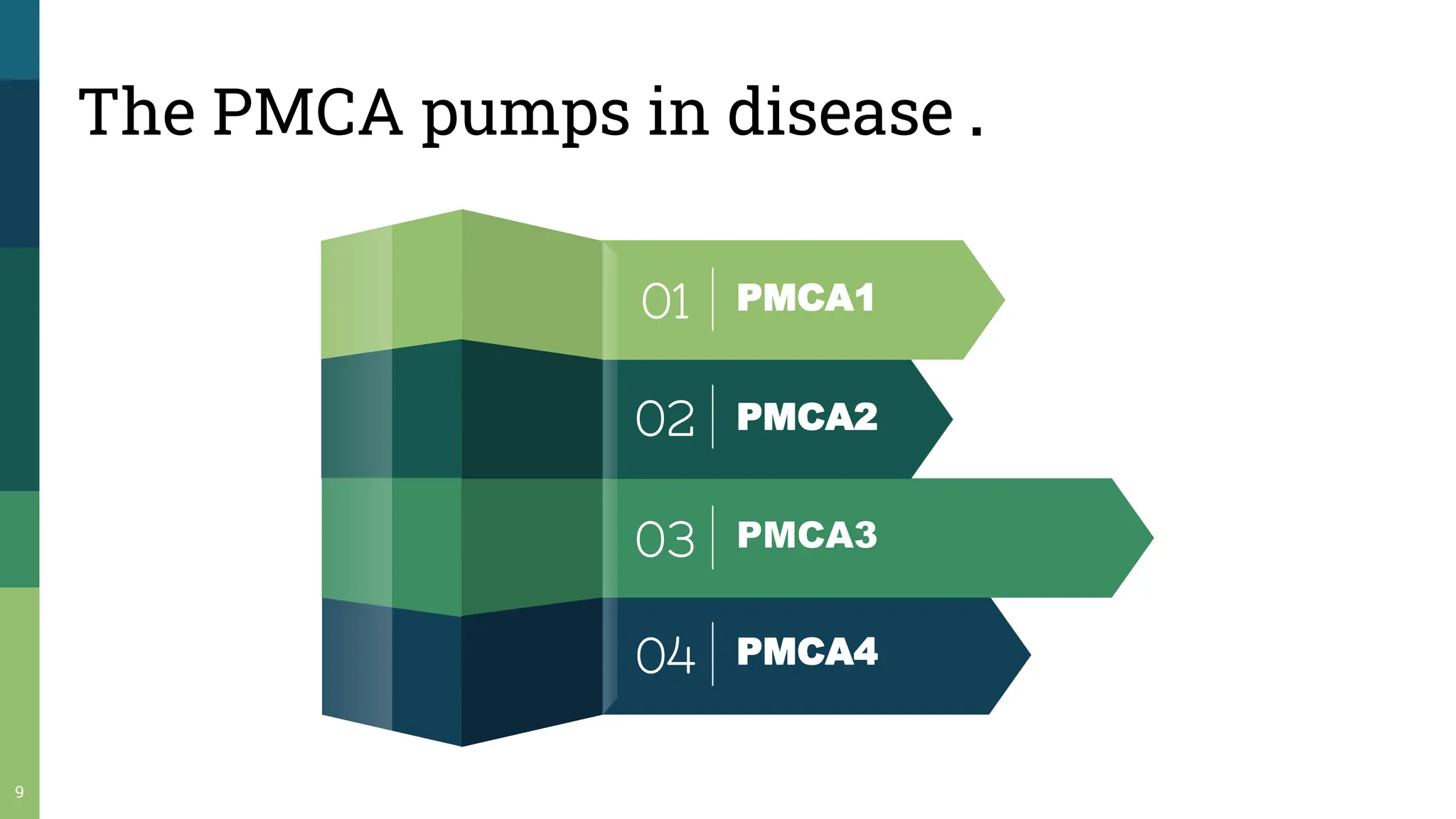 Calcium-pump.pdf