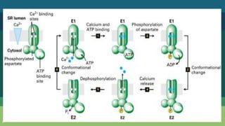 Calcium-pump.pdf