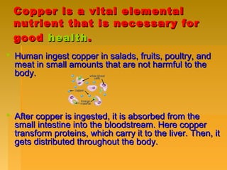 Calcium and copper | PPT