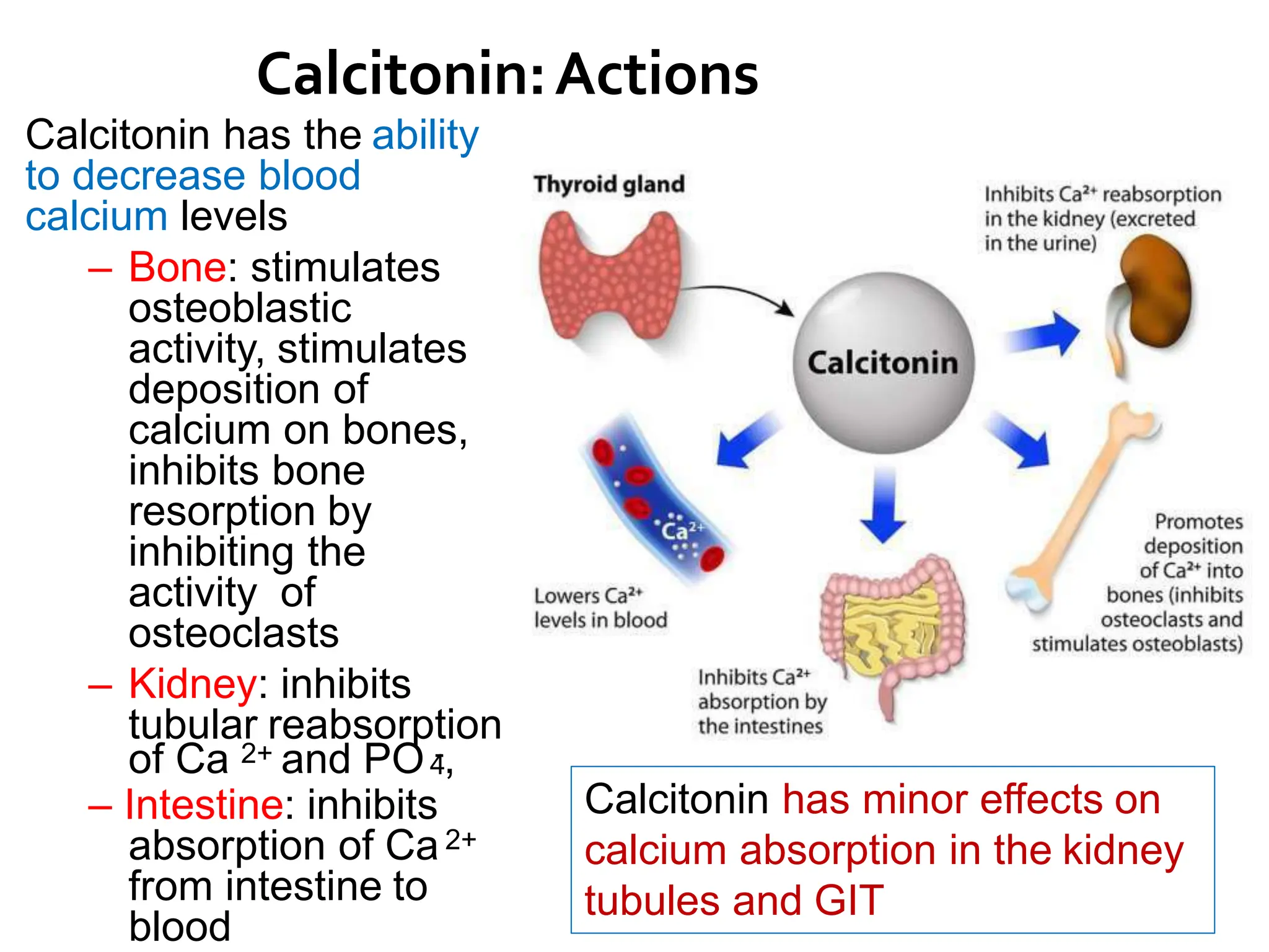 CALCIUM AND PHOSPHATE METABOLISM.pptx