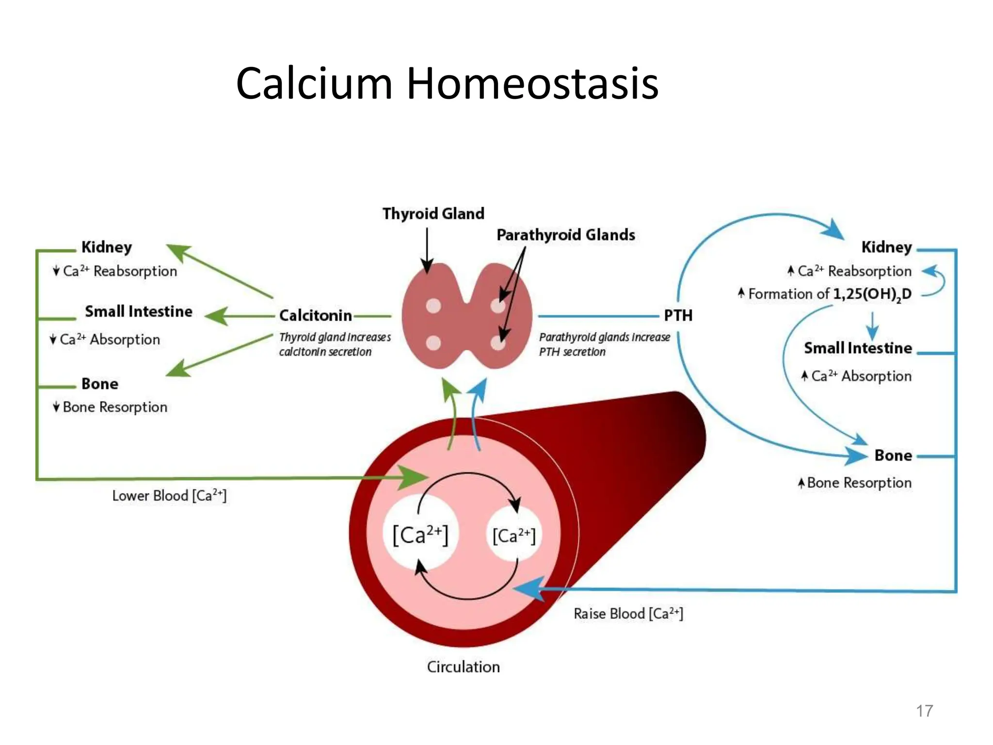 CALCIUM AND PHOSPHATE METABOLISM.pptx