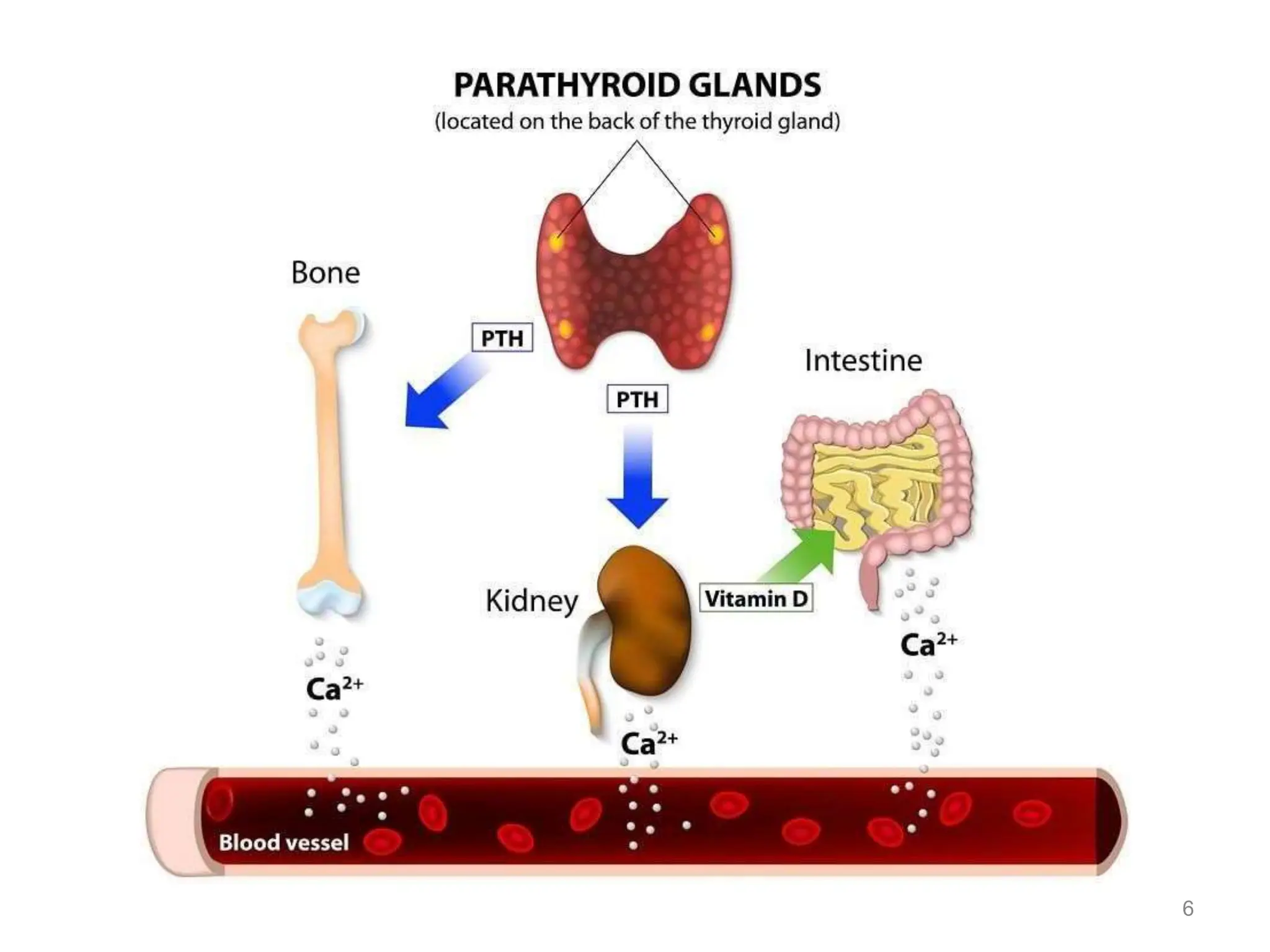 CALCIUM AND PHOSPHATE METABOLISM.pptx