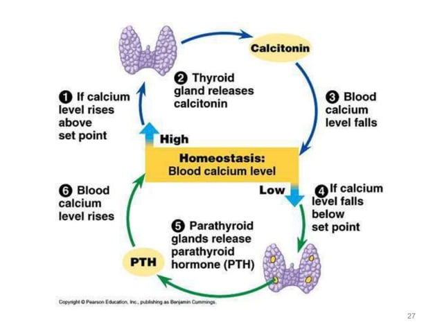 CALCIUM AND PHOSPHATE METABOLISM.pptx