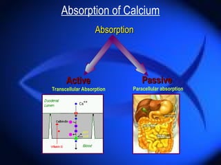 Calcium and Phosphate Metabolism -yasin final.ppt