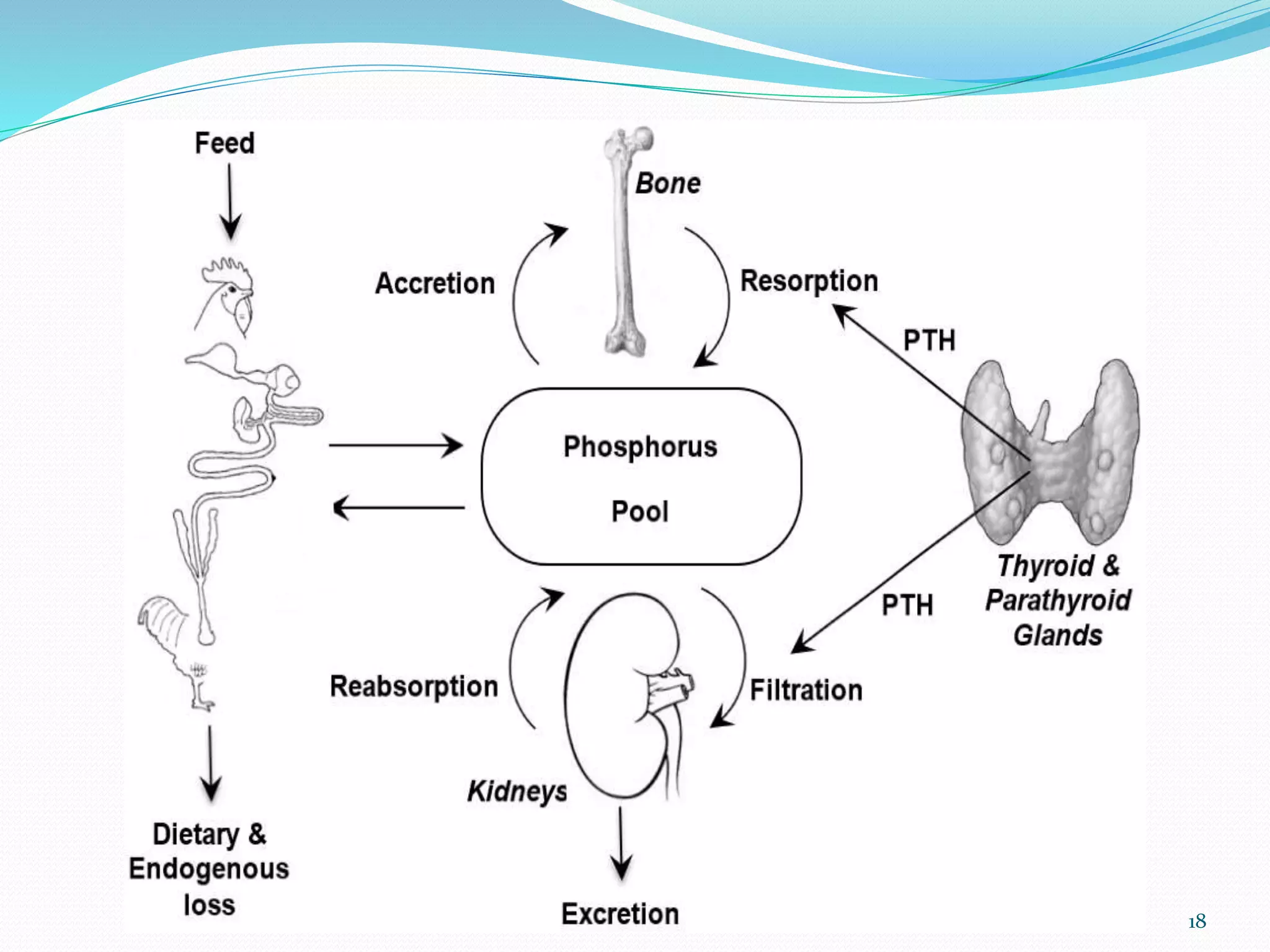 Calcium and phosphorus metabolism | PPTX