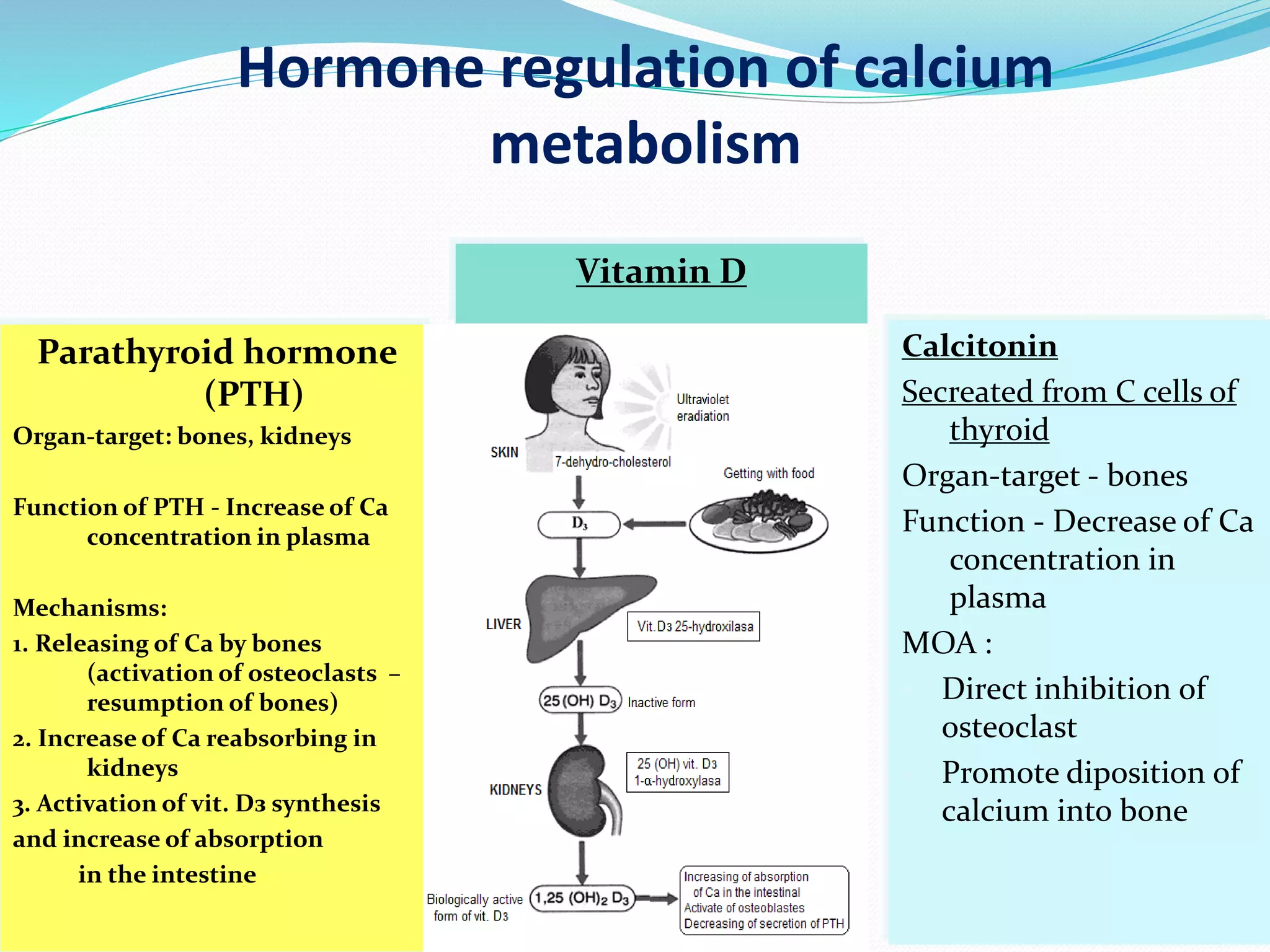 Calcium and phosphorus metabolism | PPTX