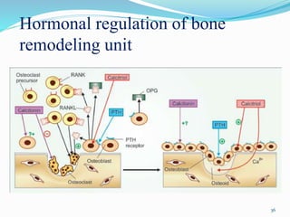 Calcium and phosphorus metabolism | PPTX