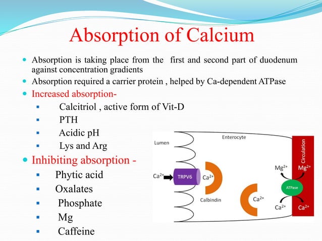 Calcium and phosphorus metabolism | PPTX