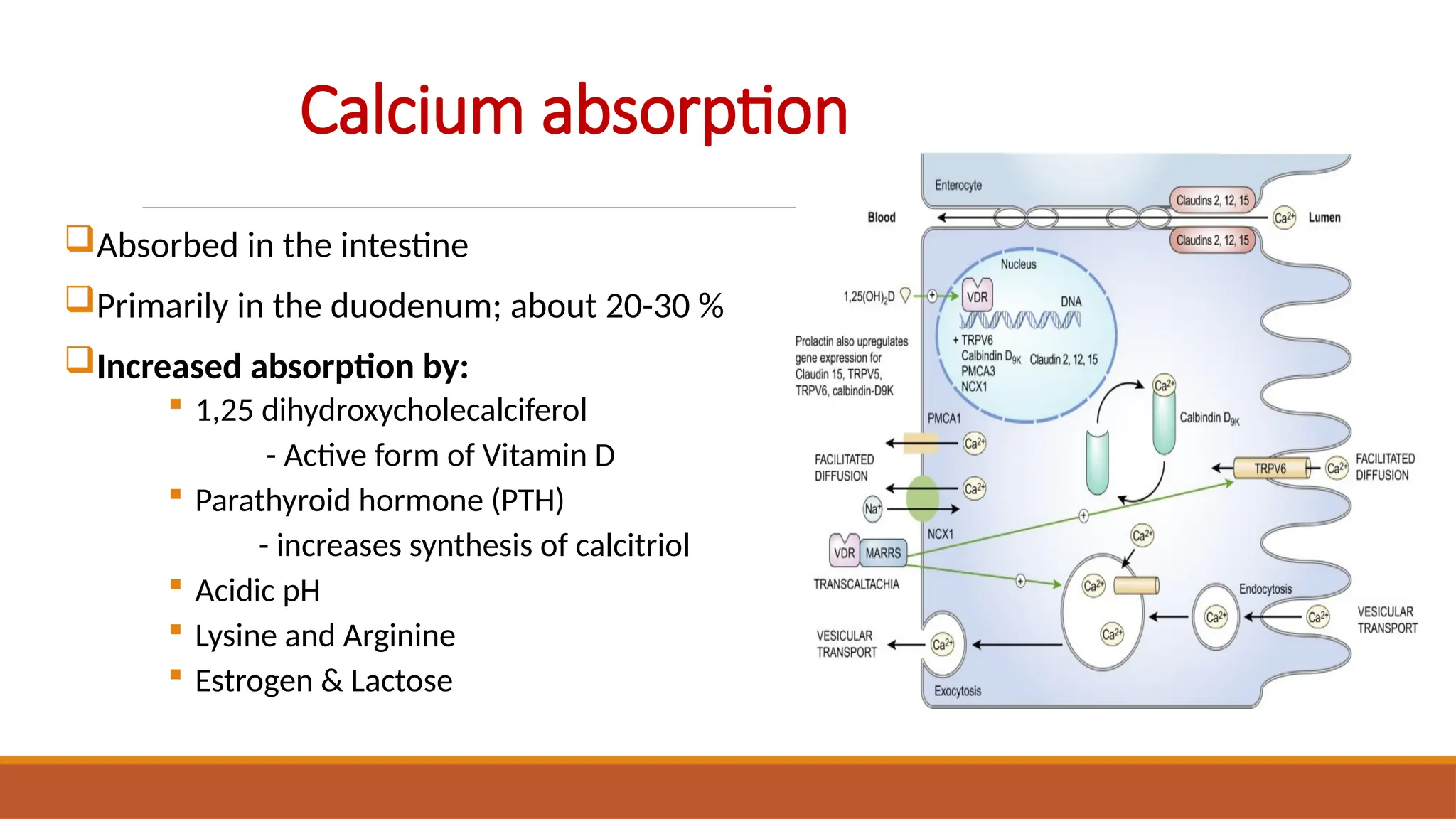 Calcium and Vitamin D Metabolism Slide.pptx