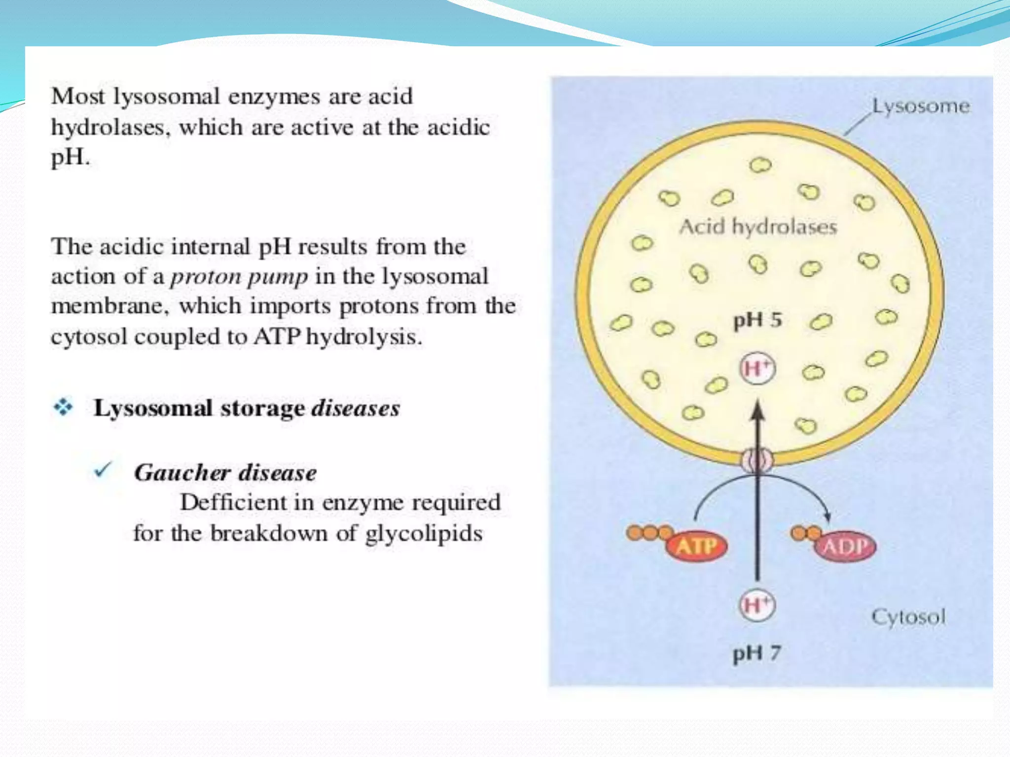 Calcium atpase pumps | PPTX