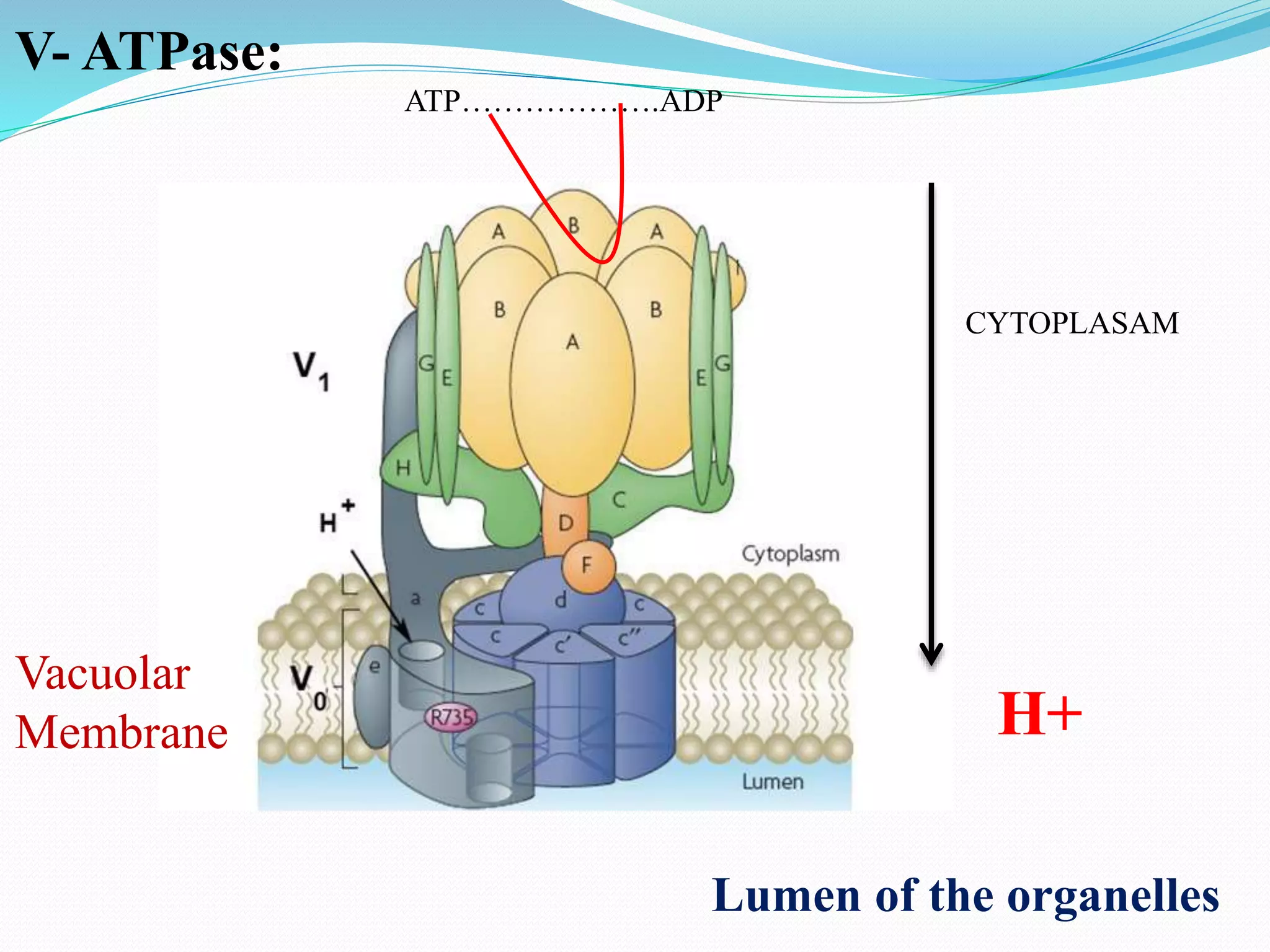 Calcium atpase pumps | PPTX