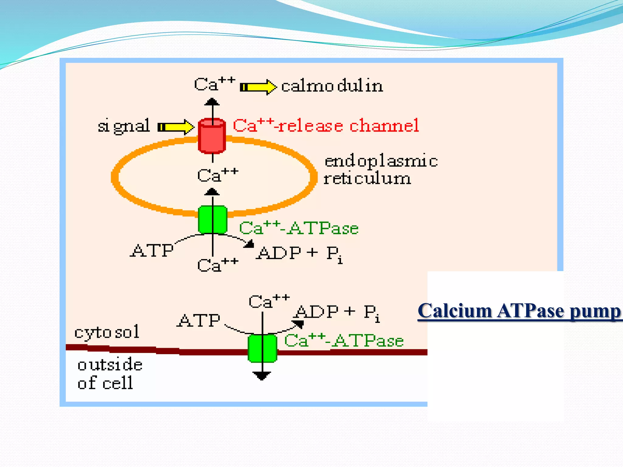 Calcium atpase pumps | PPTX | Biological Sciences | Science