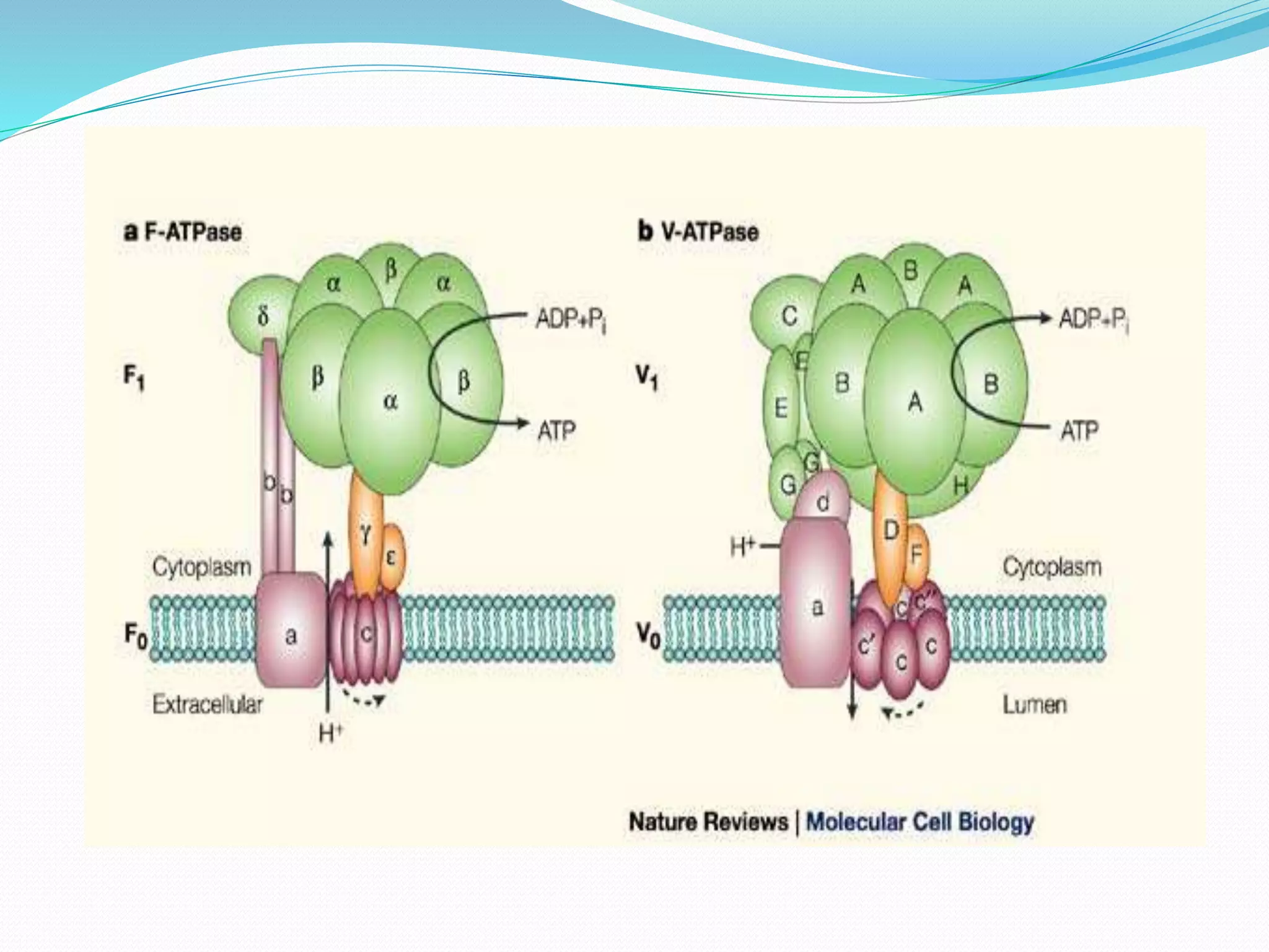 Calcium atpase pumps | PPTX