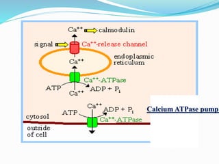 Calcium atpase pumps | PPTX | Biological Sciences | Science