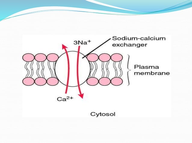 Calcium atpase pumps | PPTX | Biological Sciences | Science