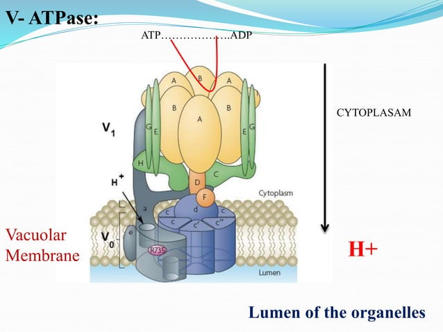 Calcium atpase pumps