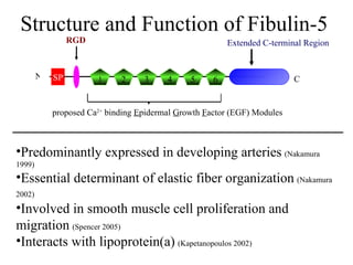 Calcium Binding Properties Of Fibulin 5 | PPT