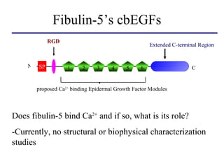 Calcium Binding Properties Of Fibulin 5 | PPT