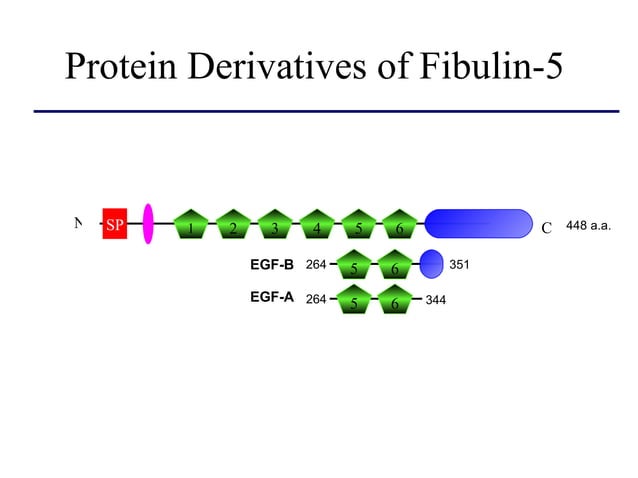 Calcium Binding Properties Of Fibulin 5 | PPT