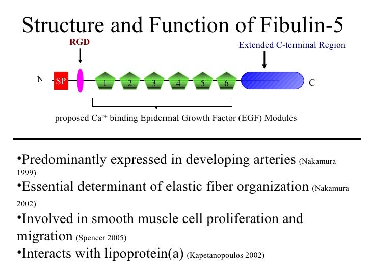 Calcium Binding Properties Of Fibulin 5