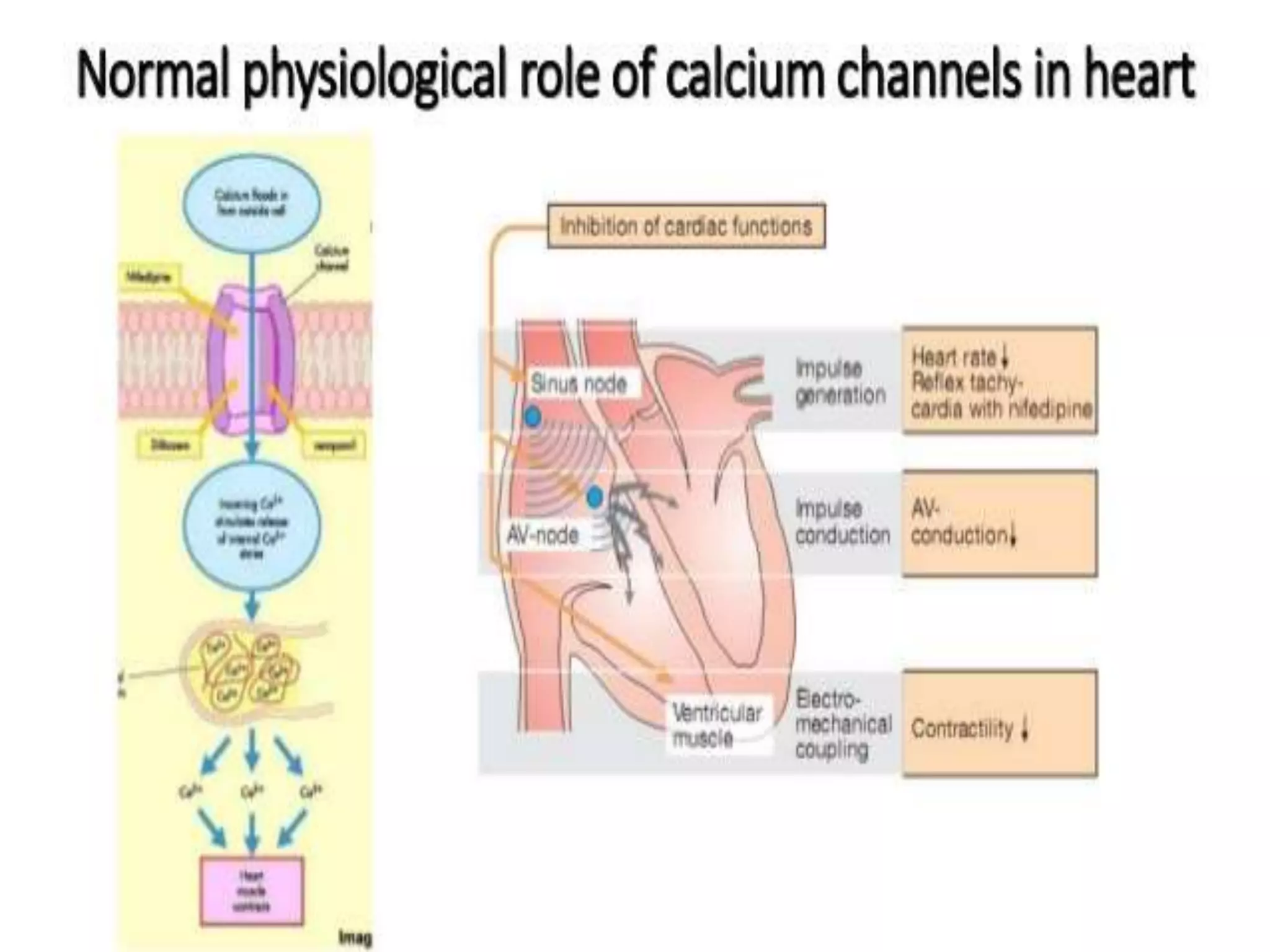 Calcium channel blockers | PPTX