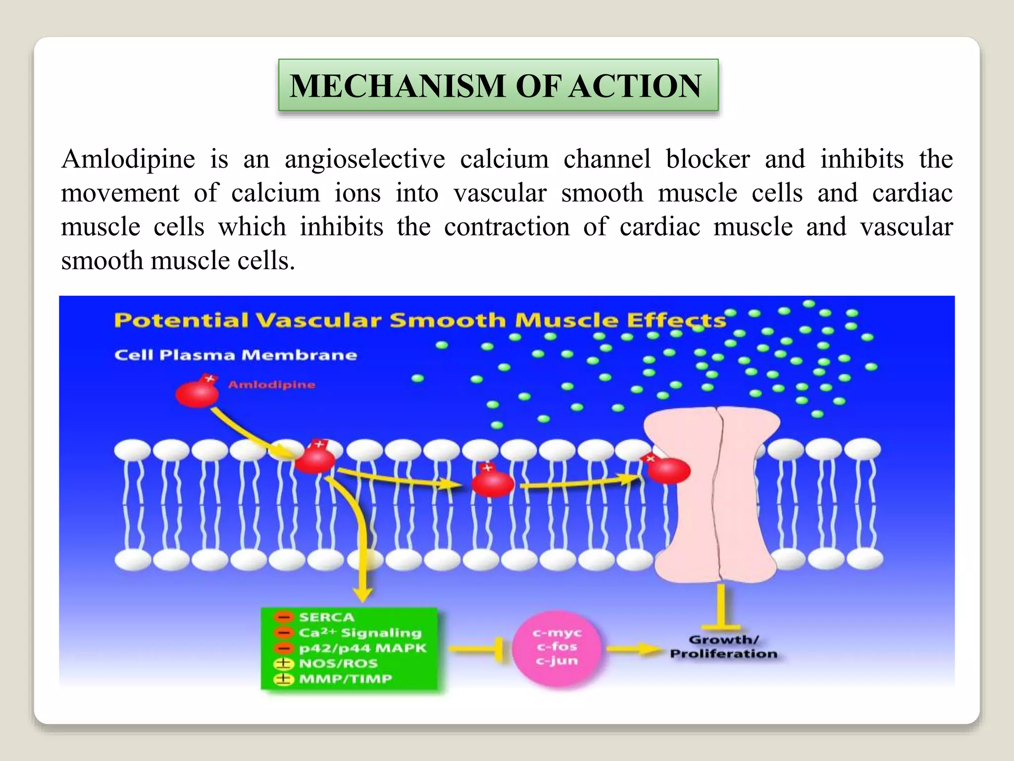 Calcium channel blockers | PPTX