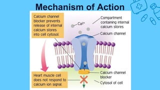 Calcium channel blockers | PPTX