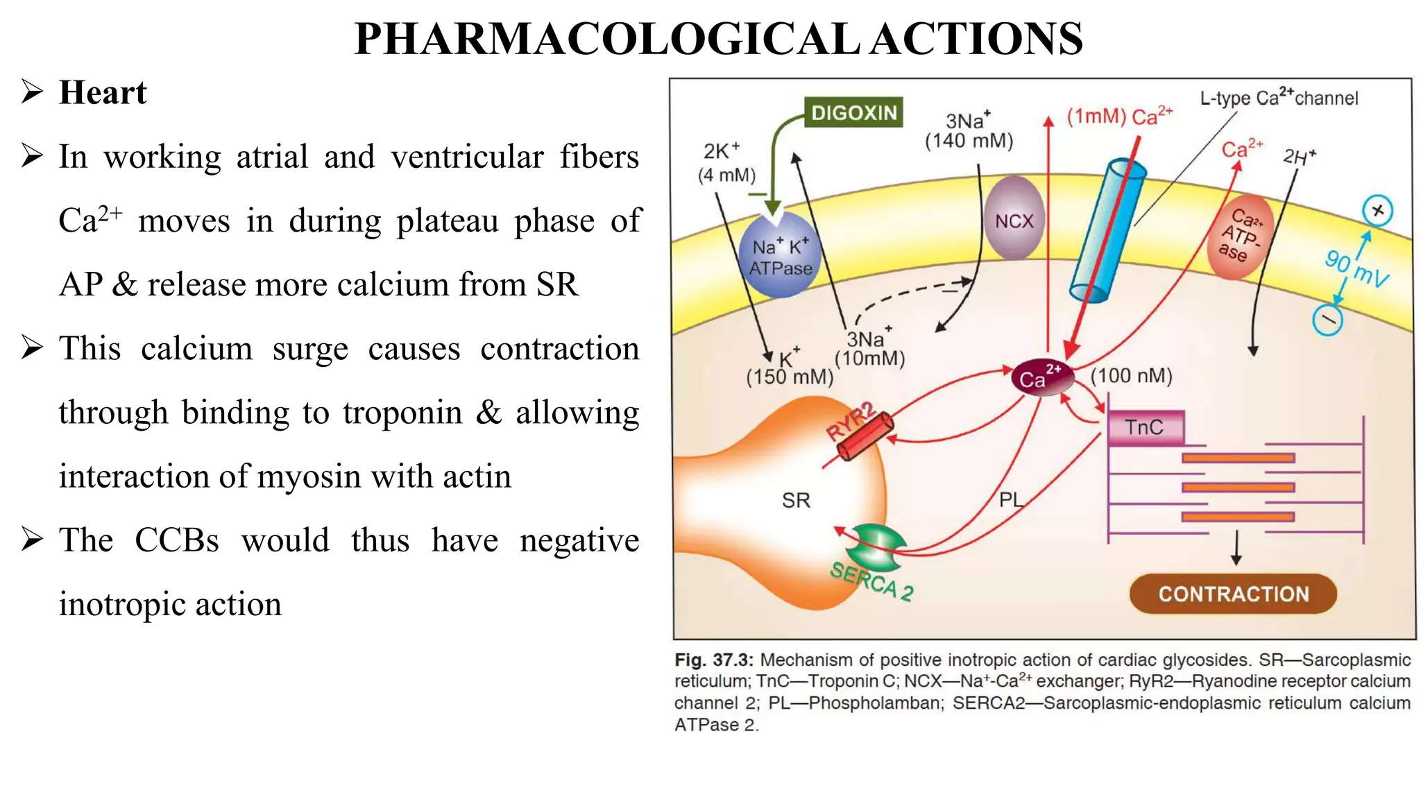 Calcium channel blockers.pptx | Chemistry | Science