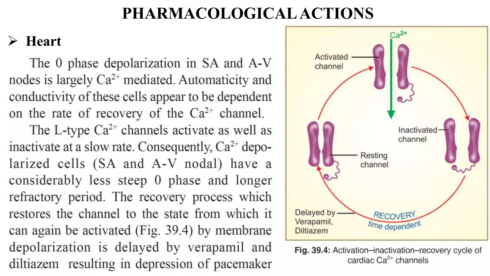 Calcium channel blockers.pptx | Chemistry | Science