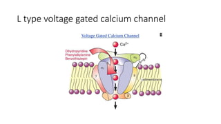 Pharmacology of Calcium Channel Blockers | PPTX