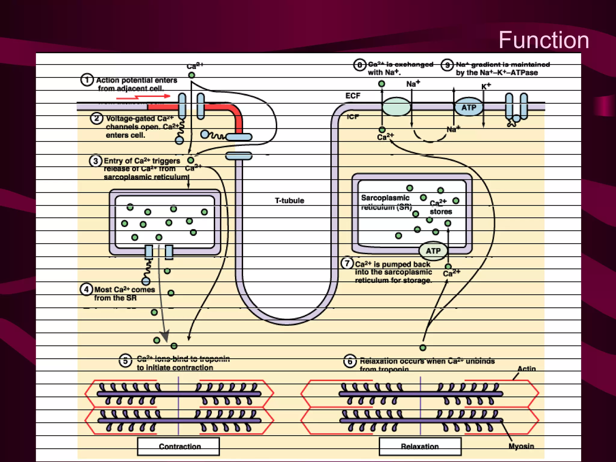 Calcium channels –physiology and Therapeutics uses.. | PPT