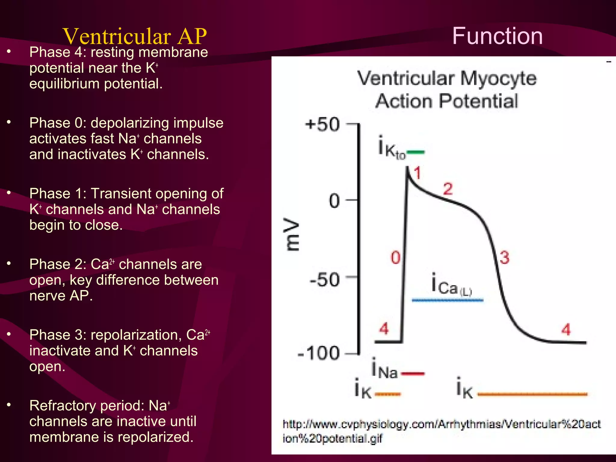 Calcium channels –physiology and Therapeutics uses.. | PPT