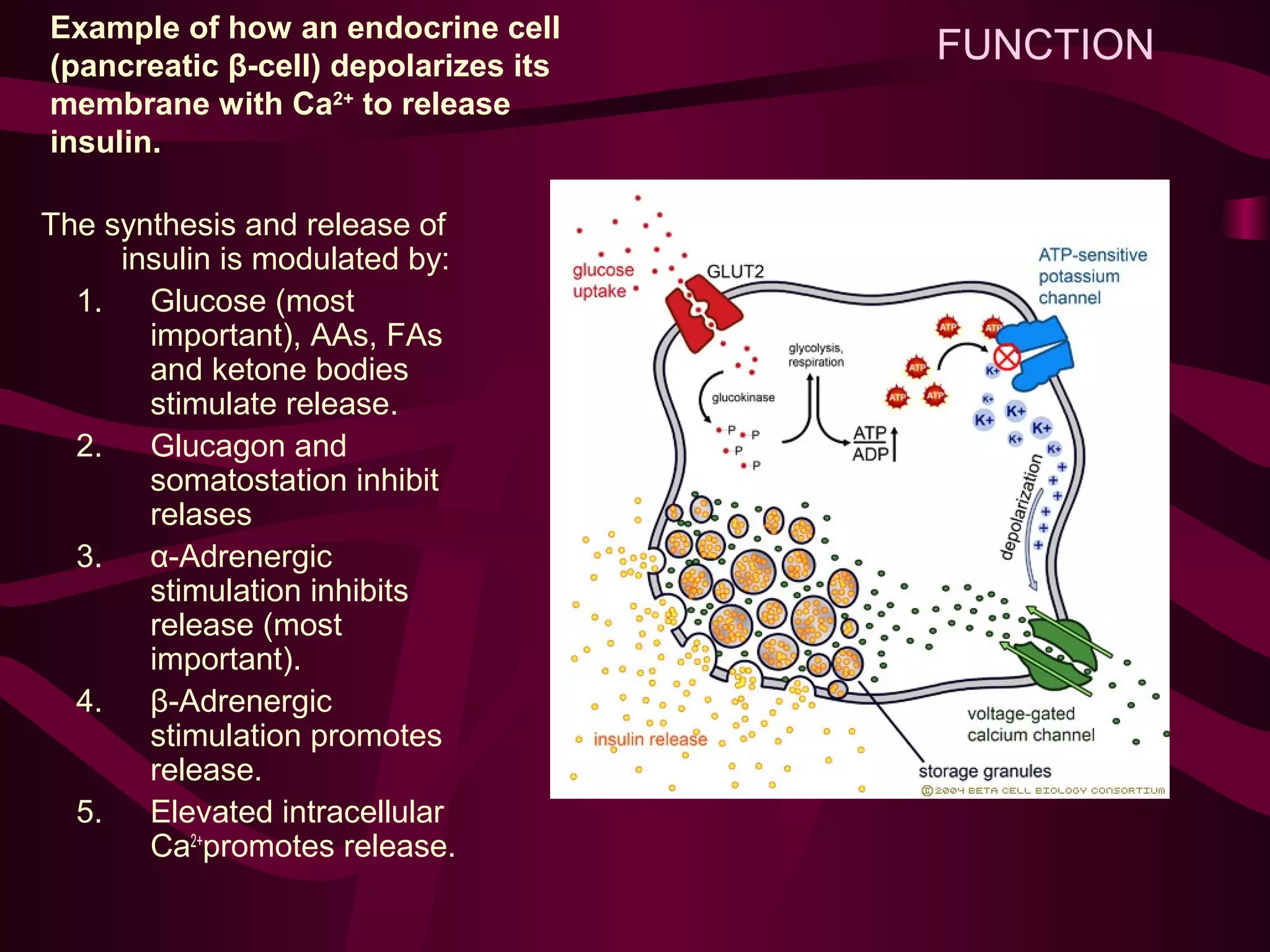Calcium channels –physiology and Therapeutics uses.. | PPT