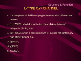 Calcium channels –physiology and Therapeutics uses.. | PPT