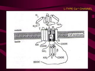 Calcium channels –physiology and Therapeutics uses.. | PPT