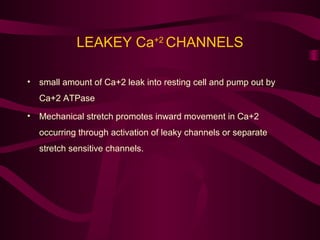 Calcium channels –physiology and Therapeutics uses.. | PPT