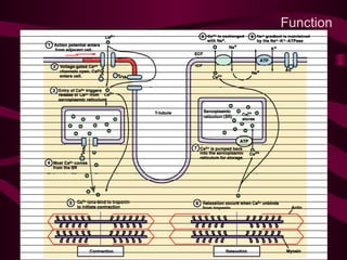 Calcium channels –physiology and Therapeutics uses.. | PPT