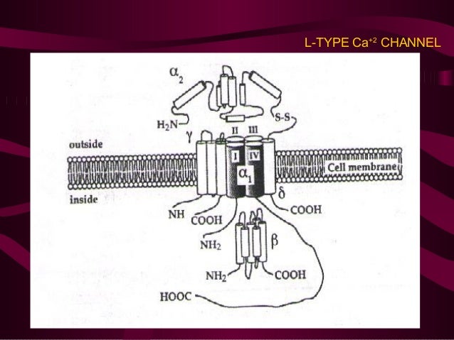 Calcium channels –physiology and Therapeutics uses..