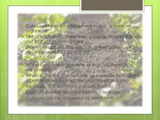Calcium cycle | PPT