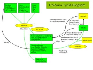 Ocean Calcium Cycle Steps