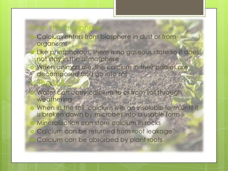 Calcium Cycle In Soil