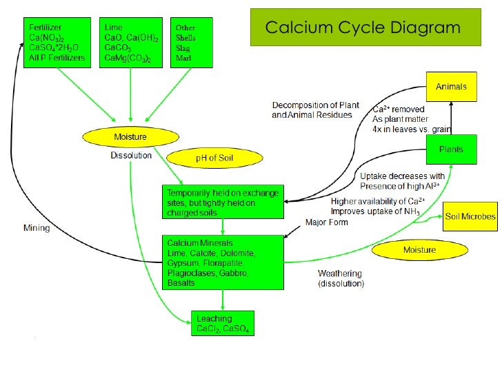 Calcium Cycle In Soil