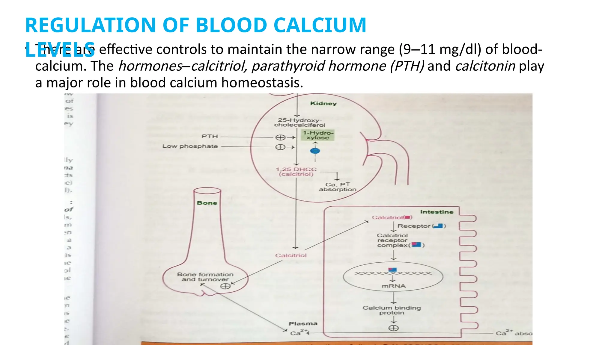 calcium estimation by trinders method.pptx