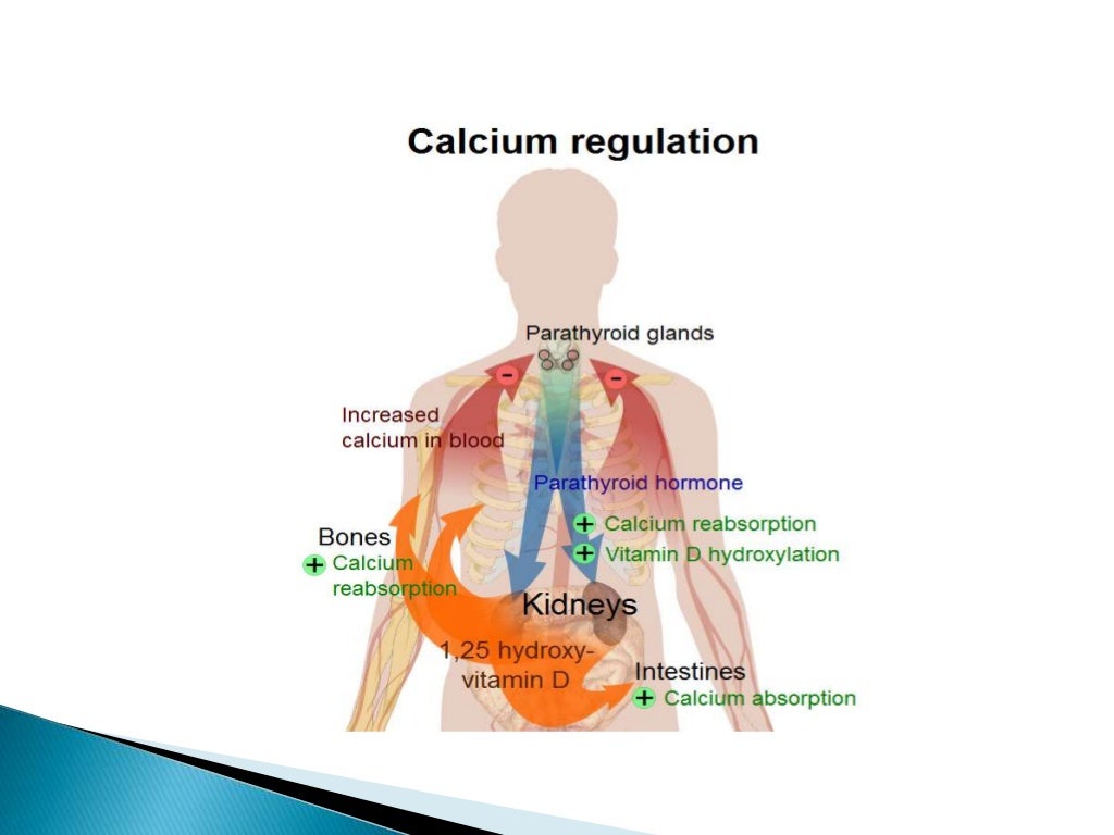 Calcium & factors affecting absortion of it